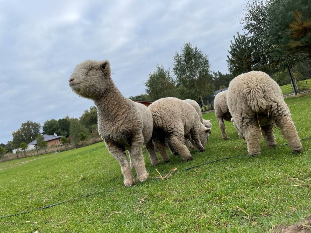 Al Pako - alpacas by the sea - Pomorze Zachodnie