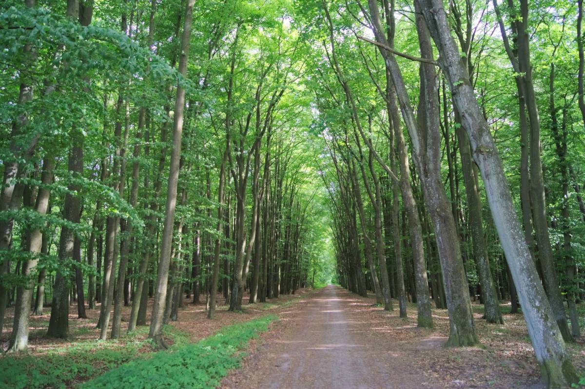 The communal forest - Pomorze Zachodnie